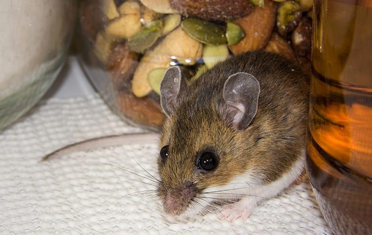 Why You Should Call the Pros About Rodents In Eustis | Pest Ref ...