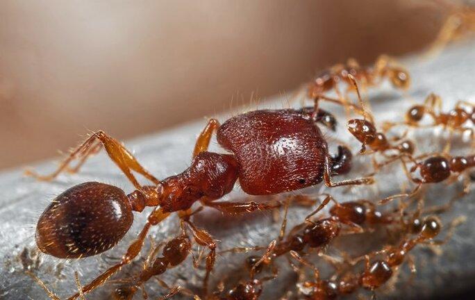 A Step-By-Step Ant Prevention Guide For Eustis Homeowners | Pest Ref ...